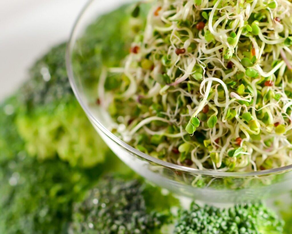 How to Increase Sulforaphane in Broccoli Sprouts - React Green
